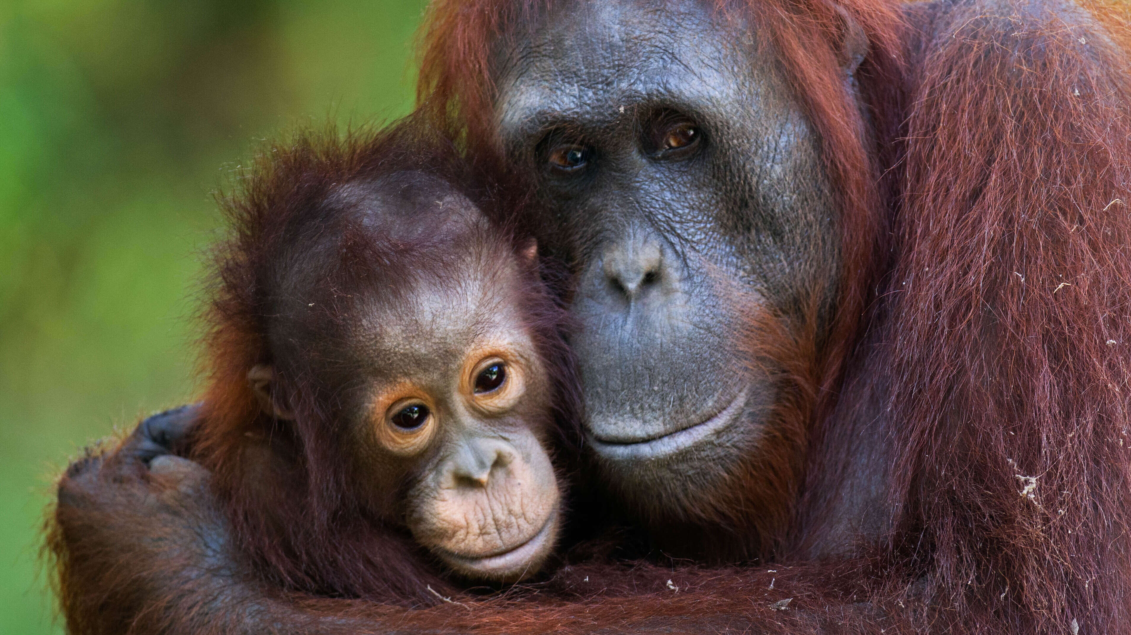 Orangutan | Global Environmental Conservation Organization - WWF Indonesia